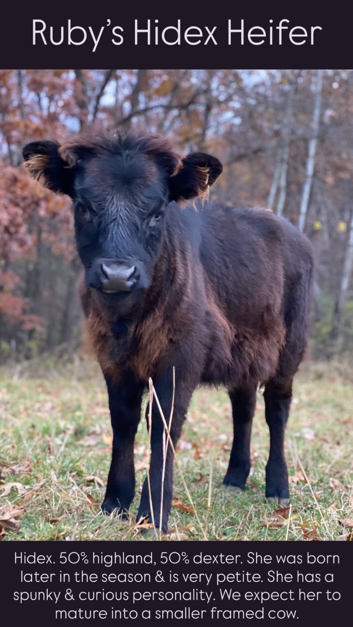 Ruby's Hidex Heifer - $3000 – Unconventional Acres, LLC